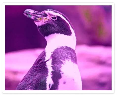 Serving Remote Images In Gatsbyjs Using Gatsby Image Wo Graphql