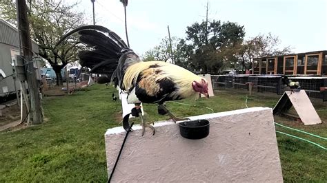 Sweater Mcginnis Fowl Youtube