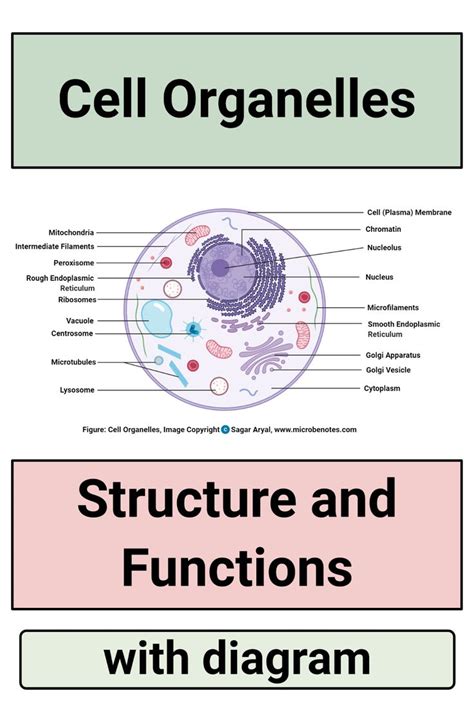 Cell Organelles Diagrams And Their Functions 92 825x1024 Png