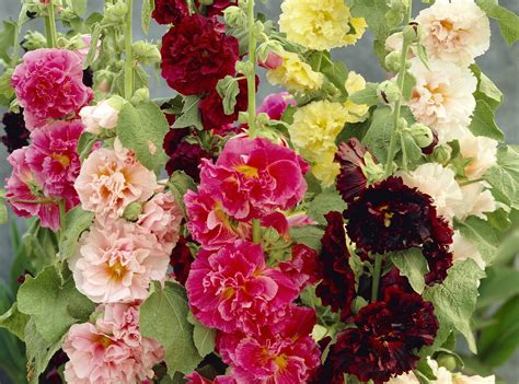 Выращивание кустовой многолетней махровой мальвы и ее разновидностей из ...