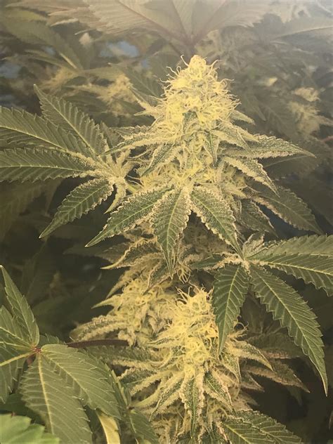 so i m trying to get some gibberellic acid to help start some old jamaican seeds can anyone