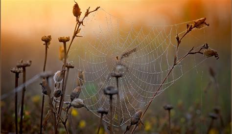 Ограничения и запреты на посещение лесов введены по всей Беларуси