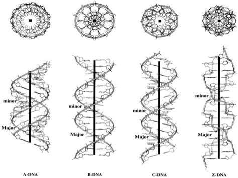 What Is A DNA An Introduction