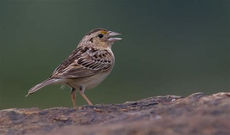 Bill Hubick Photography Grasshopper Sparrow Ammodramus Savannarum