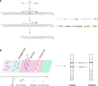 Frontiers Rapid On Site Detection Method For White Spot Syndrome
