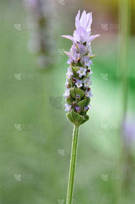 田野里的薰衣草花