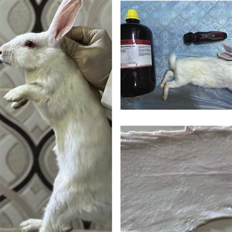 Process Of Obtaining Rabbit Skin A Albino Male Rabbit B Shaving