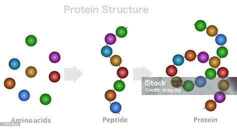 Struktur Protein Asam Amino Rantai Peptida Polipeptida Pembentukan Dna