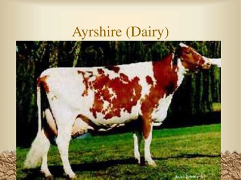 Ppt Got Milk Powerpoint Presentation Free Download Id1321972