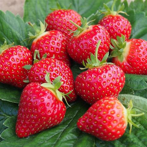 Strawberry Hapil Strawberry Gardeners Dream