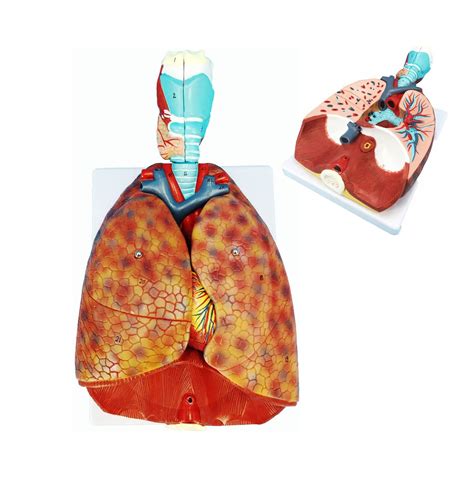 Modelo Del Sistema Respiratorio Etiquetado Plantillas De Sistema