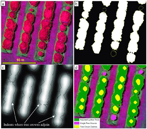 A False Colour Green Red Nir Image Of Pre Pruned Lychee Trees