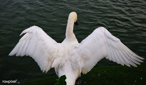Swan Wings Spread