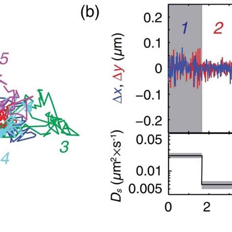 Dendritic Cell Specific Intercellular Adhesion Molecule Three Grabbing Download Scientific