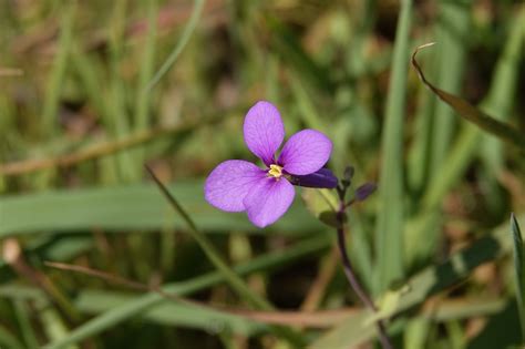 소래풀 20200418 서울특별시 ⚘이 땅 어디를 가도 🌱 ⚘그 자리에 피는 꽃은 🌷 ⚘그 자리에서 피고 지는 것을 🌿 ⚘보고 숨어피는 이땅의 야생화