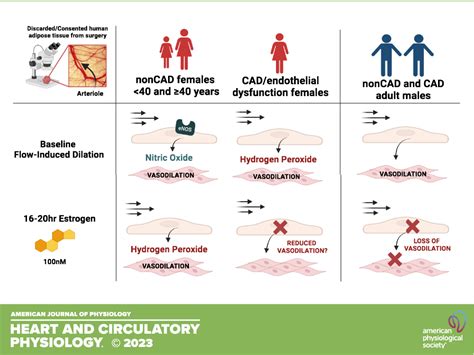17β Estradiol Promotes Sex Specific Dysfunction In Isolated Human