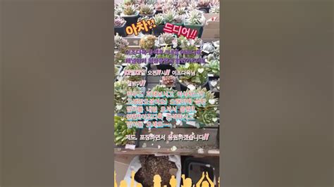 이조다육누나 오랜만에 실방 하시네요 많이들 들어가셔서 응원부탁드려요다육식물 응원겨울 Youtube