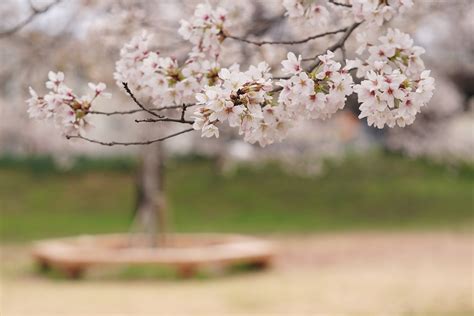 2021年 一宮町金川の森 さくらの森 桜の開花情報 第5回 ふえふき旬感ネット