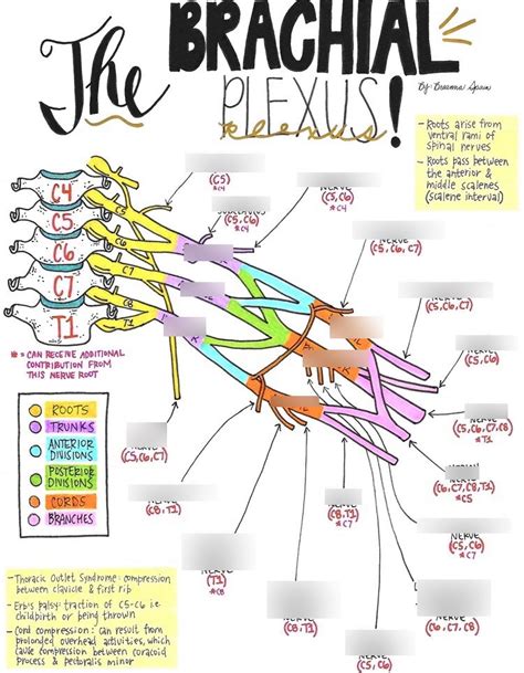 Anatomy Brachial Plexus Diagram Quizlet