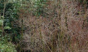 Black Willow Salix Gracilistyla Melanostachys Growing Guides