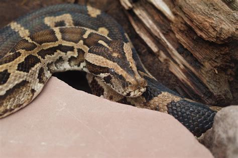 Burmese Python Population In Florida Sparks Ecological Alarm