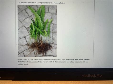 Pteridophytes Structure