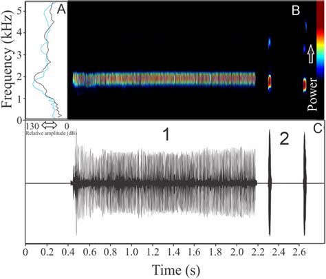 Amplitude Spectra Spectrogram And Waveform Of The Advertisement Call Download Scientific