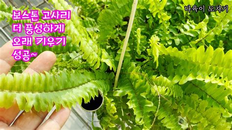 공기정화식물 보스톤고사리키우기 물주는시기 물주는시기와방법 Youtube