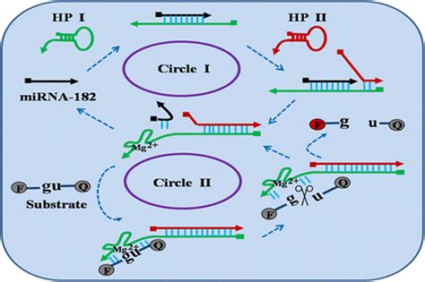 Principle For Target Microrna Detection Based On Dna Circuits And