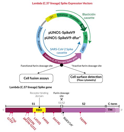 Lambda C 37 Variant Expression Vectors InvivoGen