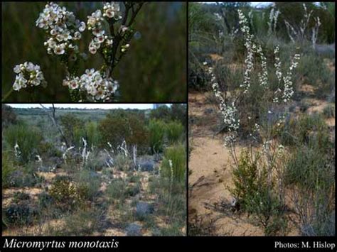 Photograph Micromyrtus Monotaxis Rye Florabase