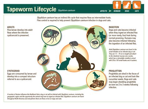 Dog Tapeworm Life Cycle Tapeworm Diseases And Solutions Farm Health
