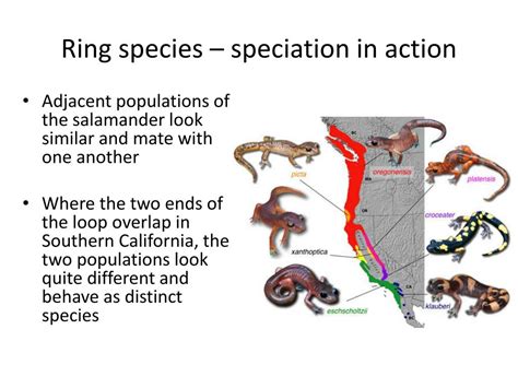 Ppt Speciation Powerpoint Presentation Free Download Id2141699