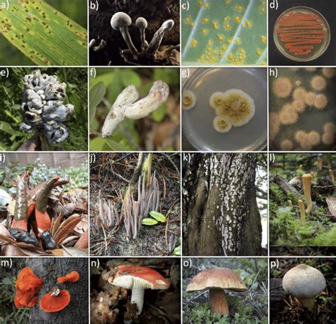Basidiomycota An Overview Sciencedirect Topics 42 Off