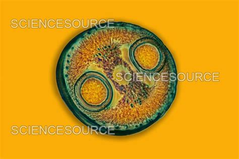 Fossil Diatom Light Micrograph Stock Image Science Source Images