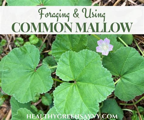 Malva Neglecta Common Mallow Weed Foraging 8 Ways To Use