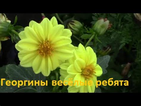 Георгины однолетние, низкорослые. Посадка и уход. - YouTube