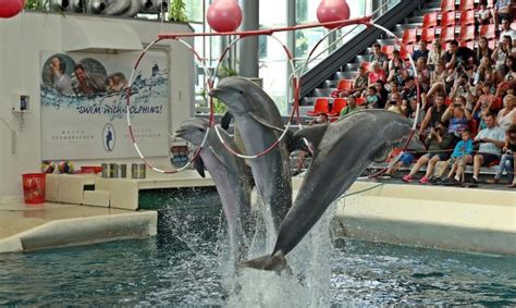 Делфинариум Варна Българска Асоциация за Термално Наследство