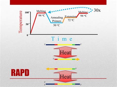 Random Amplified Polymorphic Dna Rapd Pptx