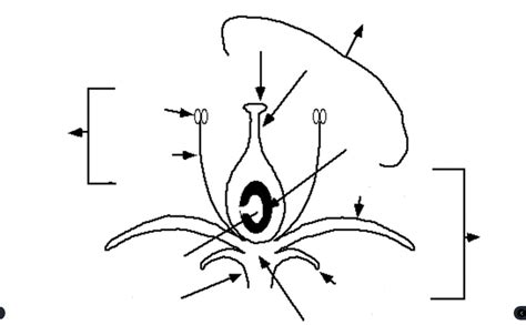 Plant Id Morphology Diagram Quizlet