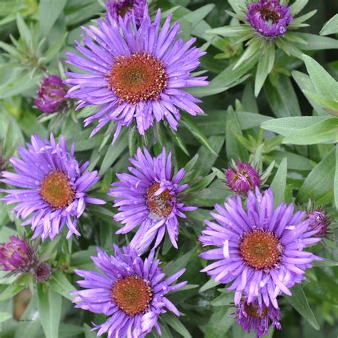 Aster Novae Angliae Purple Dome Claire Austin