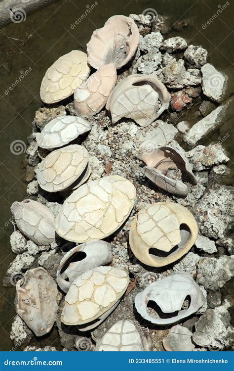 Fossilized Remains Of Sea Turtle Shells Ingrown Into The Rock Stock