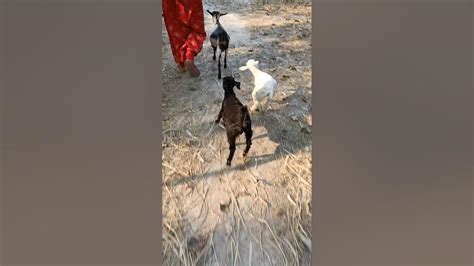 মা হারানো বাচ্চা এই বাচ্চাটির মা মারা গেছে পারব কি এই বাচ্চাকে টিকাতে 🐐😭😭 Youtube