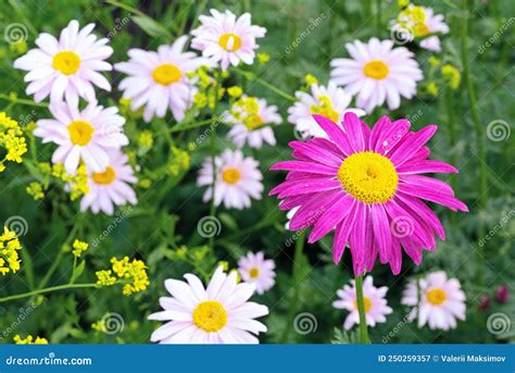 Pink Flower Pyrethrum Or Persian Daisy Blossoms In The Summer Garden