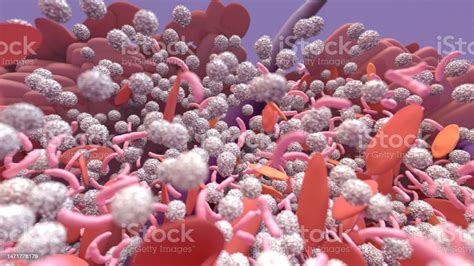 피부 여드름이나 여드름의 형성 막힌 모공의 피지는 특정 박테리아의 성장을 촉진합니다 인간의 피부층 표피 진피 피하 및 근육 머리카락 피지선 건강관리와 의술에 대한 스톡 사진