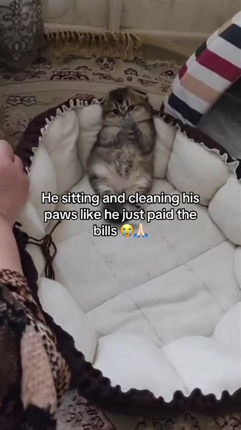 Cat Meme Lil Bros Life Of Leisure And Cleaning Tiktok