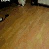 Crazy Cat Chasing Laser Light GIF GIFDB Com