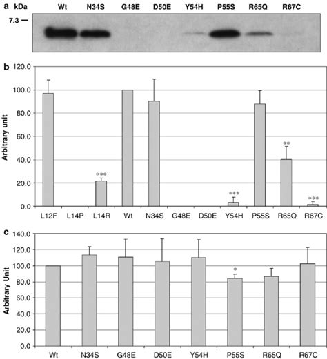 Functional Analysis Of Seven Missense Mutations That Have Occurred Download Scientific Diagram