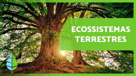 Ecossistemas Terrestres Características E Tipos 🏔️🏜️ Youtube
