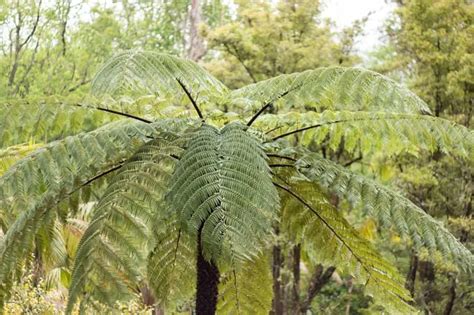 Cyathea Cooperi Australian Tree Fern Nz Information